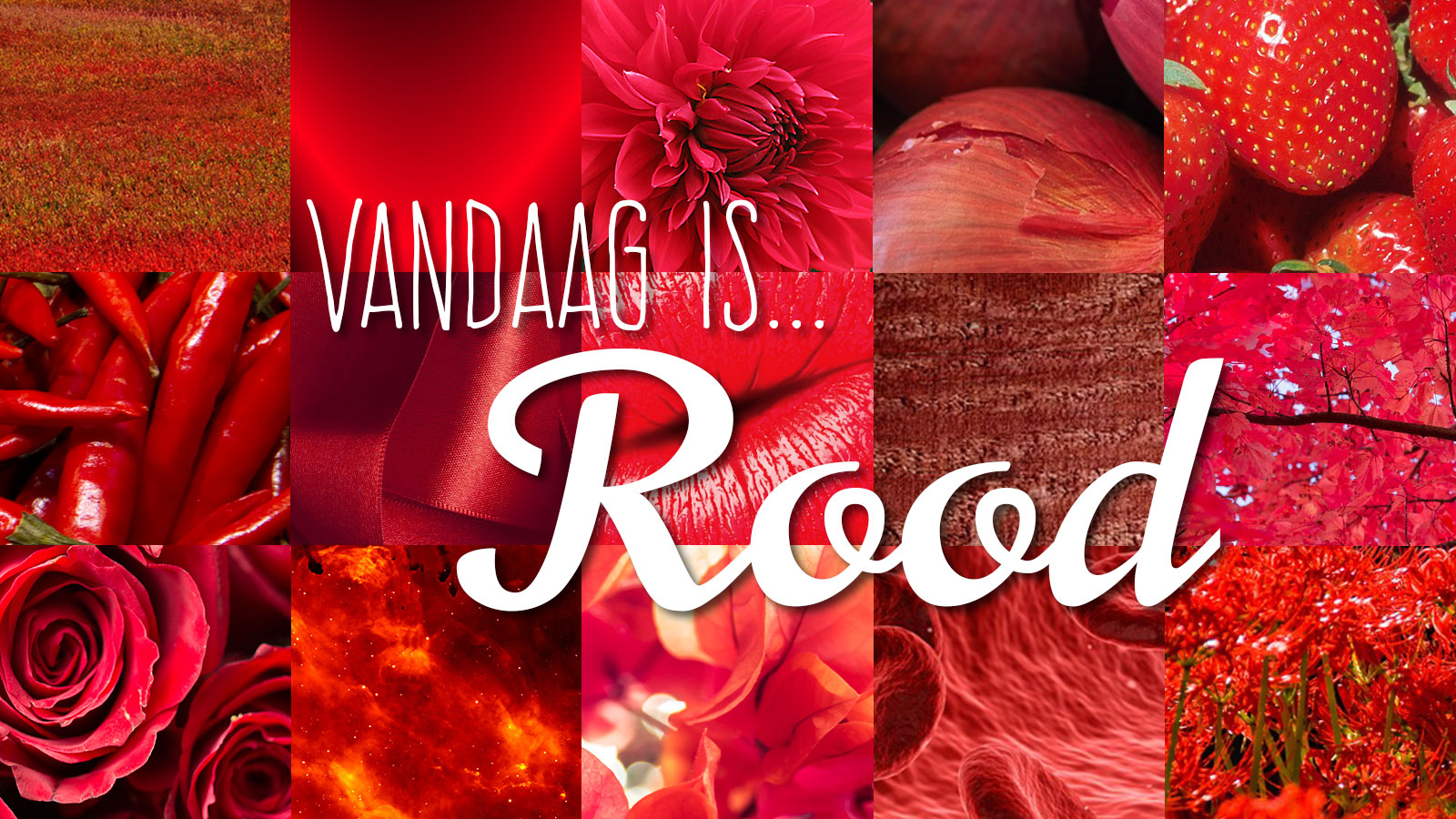 Vandaag is Rood - Belliz | Grafische vormgeving & Webdesign